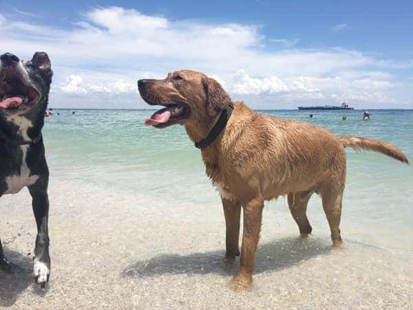 The Best Dog Beaches and Dog Parks in the Sarasota Area | Jaguar Sarasota