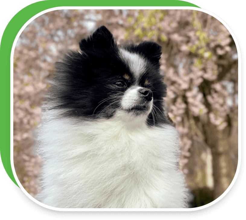 Meet Panda - Spitzer Ford Hartville