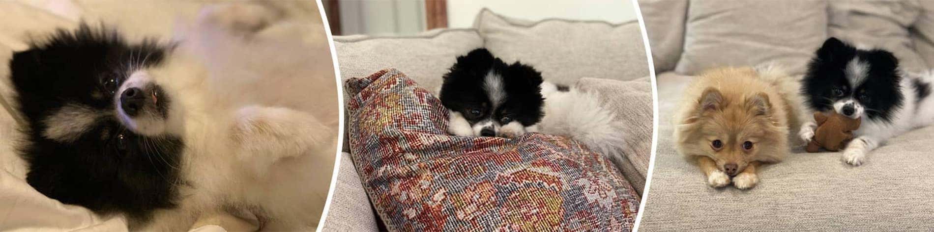 Meet Panda - Spitzer Ford Hartville